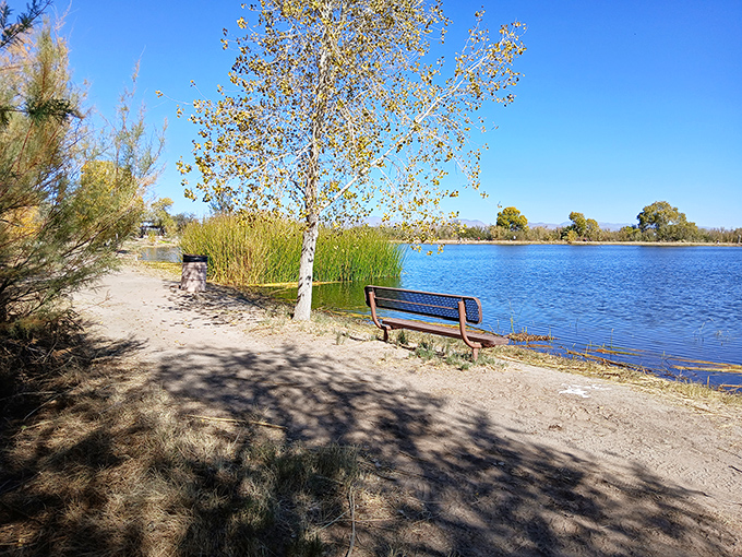 Dankworth Pond's tranquil shoreline offers the kind of serenity that expensive meditation apps try desperately to simulate.