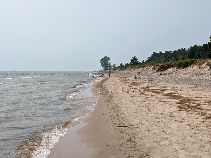Point Beach's sandy shores stretch toward the horizon, offering Lake Michigan views without Michigan's crowds. P