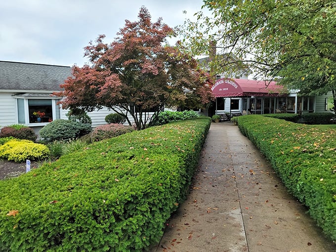 The manicured path leading to Belgrade Gardens promises a chicken experience that's stood the test of time for good reason.