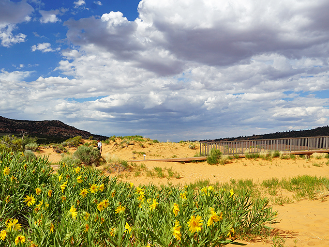 Coral Pink Sand Dunes: Golden hour magic turning sand into treasure. Your footprints won't last, but the memories sure will!