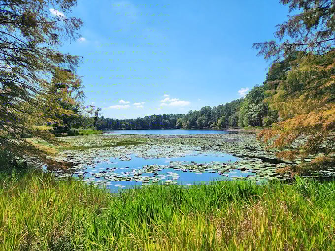 Daingerfield State Park: Lily pads dot the peaceful waters like nature's own connect-the-dots puzzle beneath a perfect blue sky.
