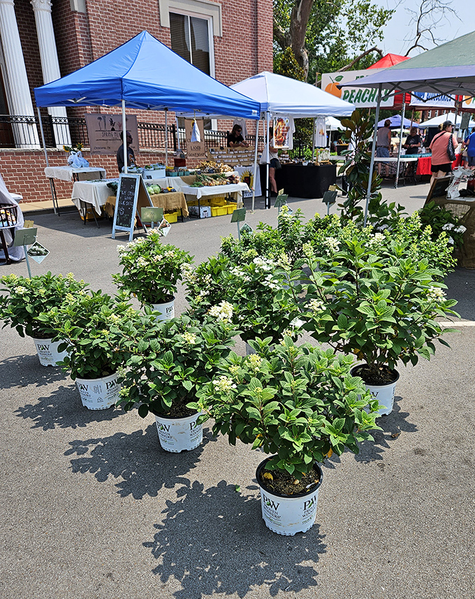 Spring has sprung at this local market, where potted flowers wait patiently for their forever gardens.