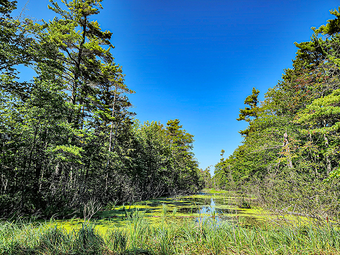 The wooden boardwalk at Point Beach invites exploration into a world where land meets water in perfect harmony. 