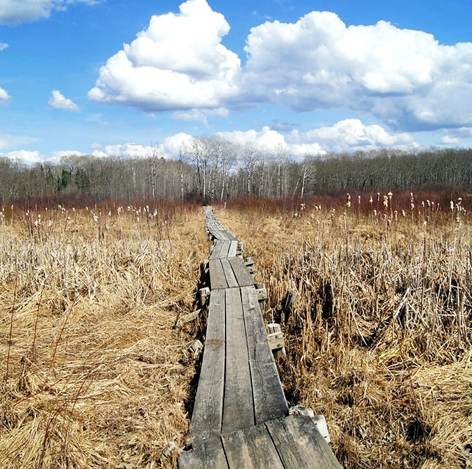 This wooden boardwalk across Savanna Portage's wetlands keeps modern feet dry where voyageurs once slogged through mud.