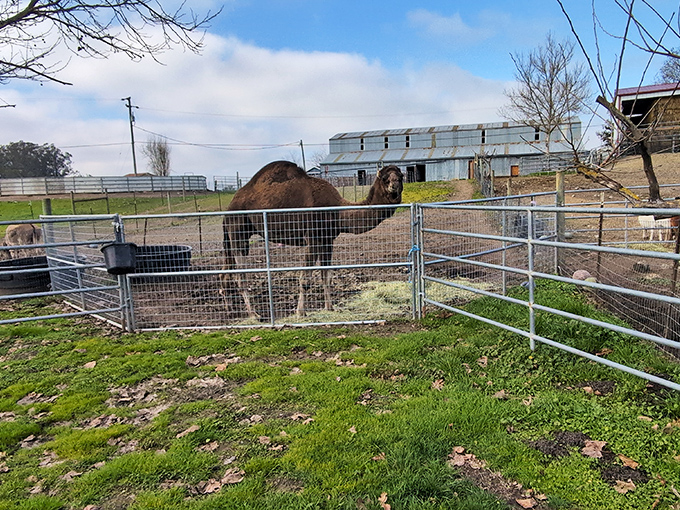 This camel looks like he's posing for his LinkedIn profile photo. Farm sanctuaries: where city folks remember that animals are more than just emoji characters.