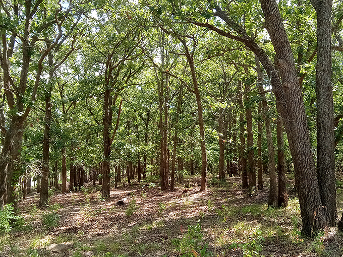 The ancient oak forest stands sentinel, a living museum where some trees were saplings when Columbus sailed. Talk about patience!