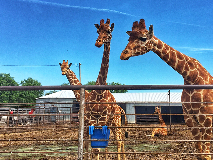 We're just checking out the accommodations. Curious giraffes peer over fences, perhaps wondering why humans get the fancy building.