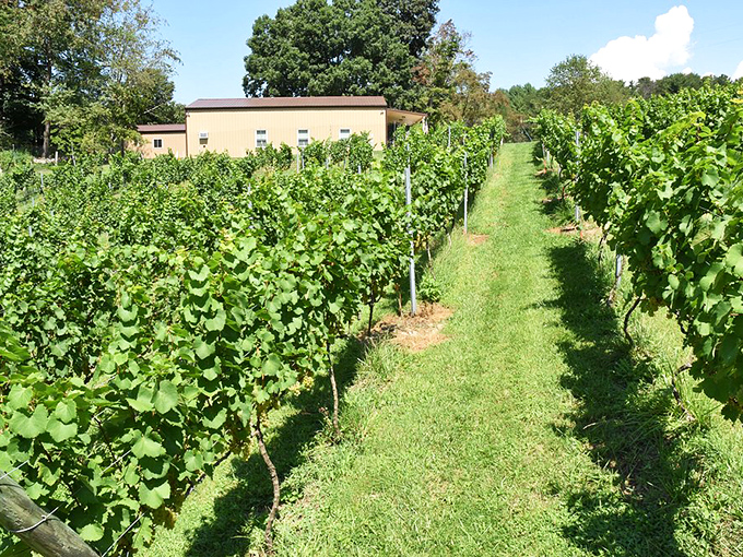 Between these vineyard rows, Appalachian wine country reveals itself. Who needs Napa when Virginia sunshine creates magic in a bottle?
