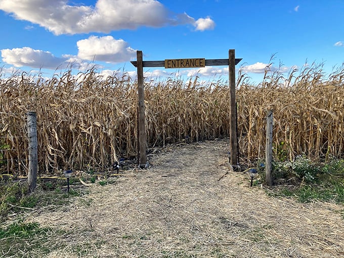 "Enter if you dare!" This corn maze entrance isn't just a fall activity; it's an immersive journey into America's agricultural heartland.