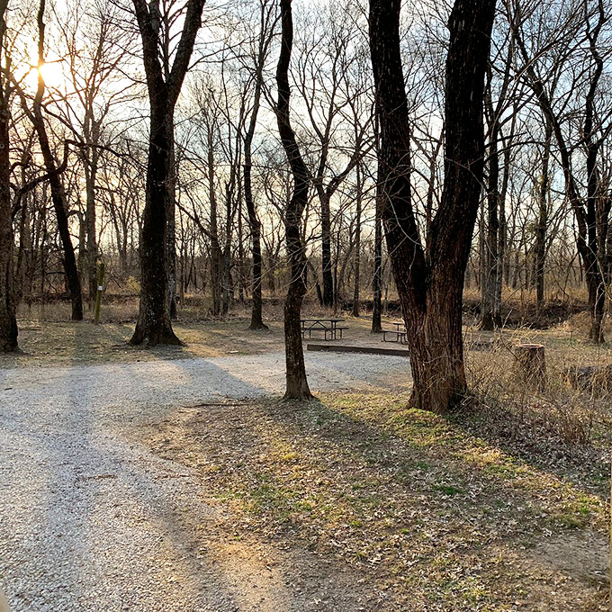 Winter's bare trees create a natural frame around picnic areas where visitors can rest after prairie explorations.