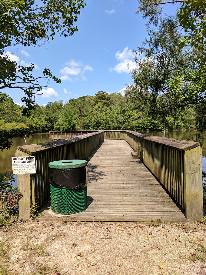 Water views without resort prices? This observation deck delivers front-row seats to nature's daily show, alligator appearances not guaranteed but always possible.