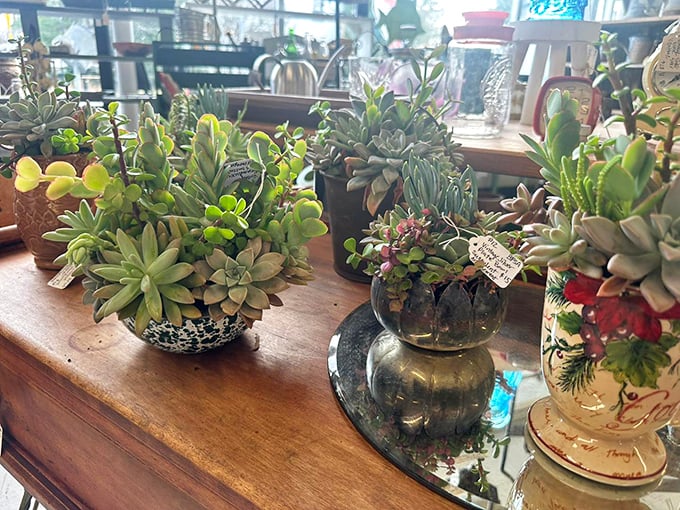 These aren't just succulents&mdash;they're the plants even you can't kill, artfully arranged to make your windowsill jealous.