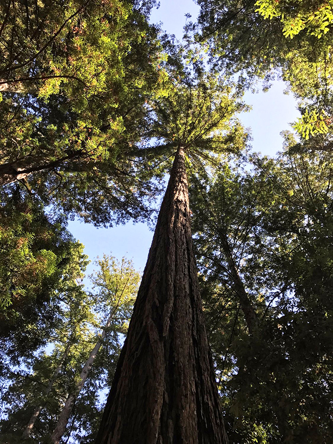 Looking up at these towering sentinels gives you instant perspective on life's little problems. Suddenly that work deadline seems less important.