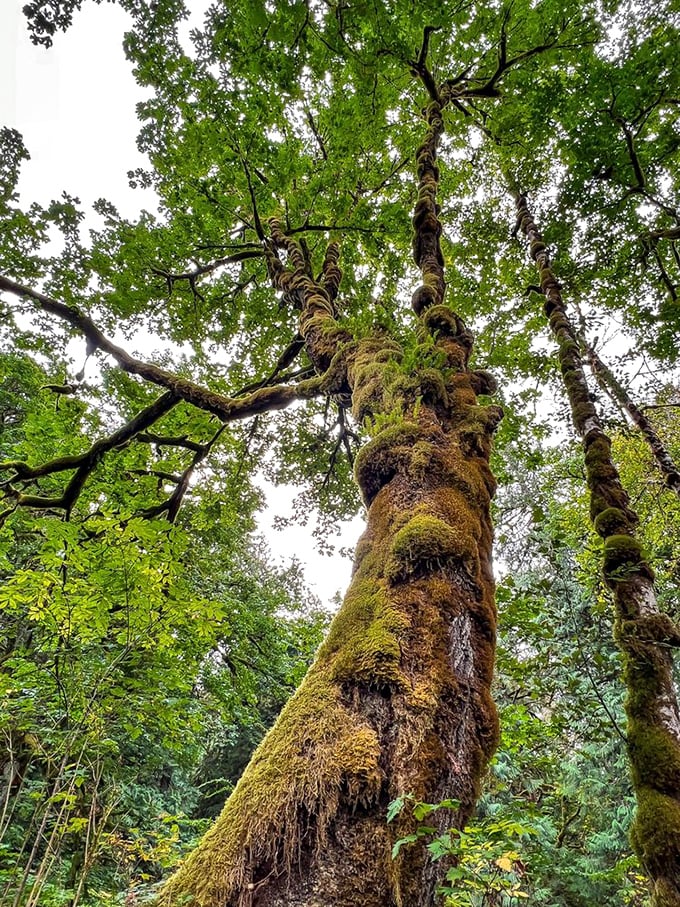 Behold the elder statesmen of the forest&mdash;moss-draped giants who've been standing tall since before Edison figured out that light bulb thing.
