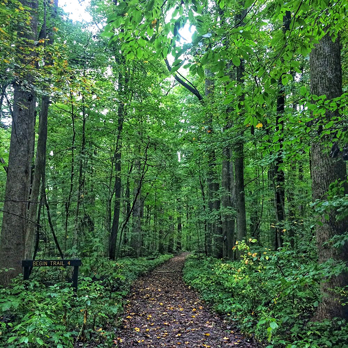 Trail 4 disappears into a leafy tunnel of possibilities. The forest practically whispers, "Put down your phone and follow me."
