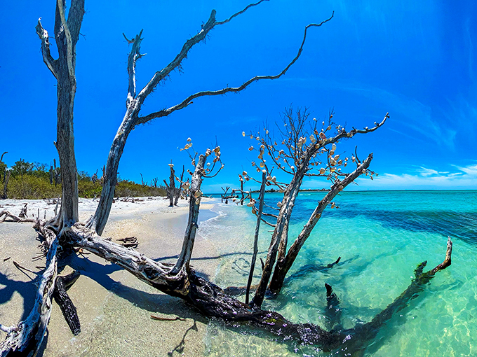 Nature's sculpture garden: weathered trees standing sentinel at the edge of crystalline waters, telling stories of storms weathered and survived.