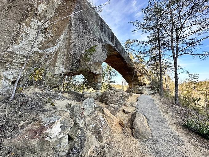 Kentucky's version of infinity pools: natural overlooks where forest meets sky. The rolling hills stretch toward the horizon like waves frozen in time.