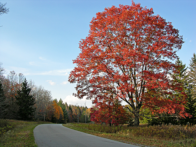 That red maple stands like nature's stoplight&mdash;commanding you to pause and appreciate its flamboyant display against the blue sky canvas.
