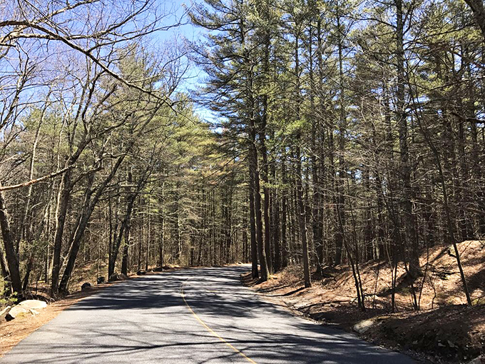 Enjoy a peaceful drive along this winding paved road, where dappled sunlight filters through towering pines on a beautiful day.