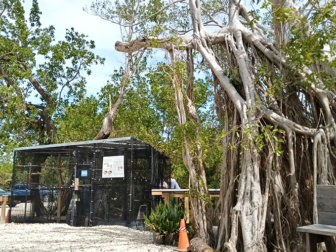This boardwalk invites you to wander through mangrove forests where time slows down and even your smartphone seems less interesting. 