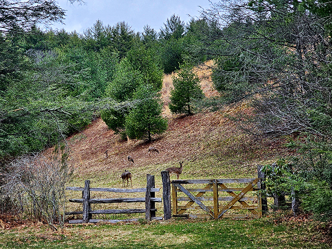 "Excuse us, we live here." Local residents demonstrating why rushing through this trail would be missing the point entirely.