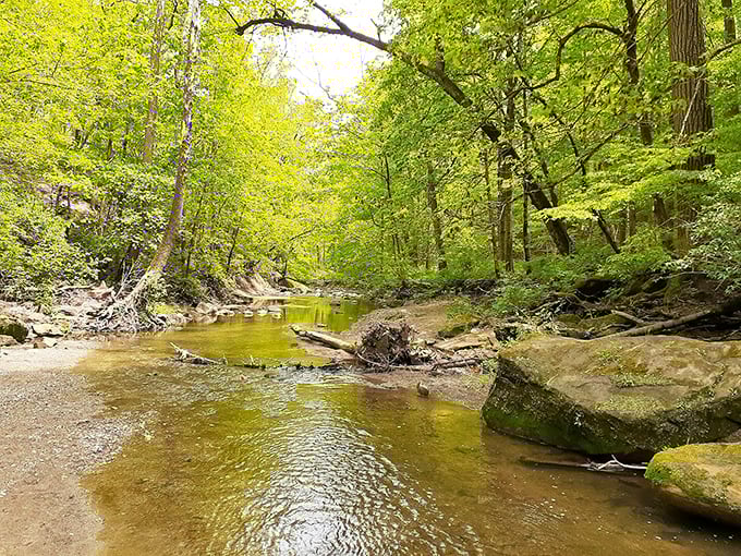 Where the journey begins. This peaceful creek eventually makes its dramatic 84-foot plummet, proving even water has its theatrical moments.