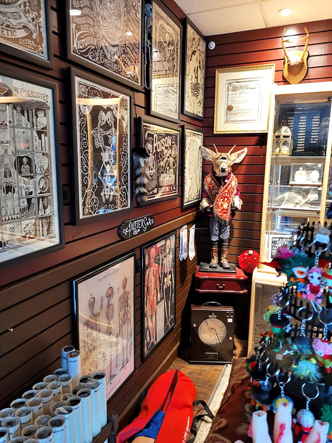 Wall-mounted treasures create a museum-like gallery effect, showcasing everything from preserved insects to antique anatomical illustrations that blur the line between science and art.