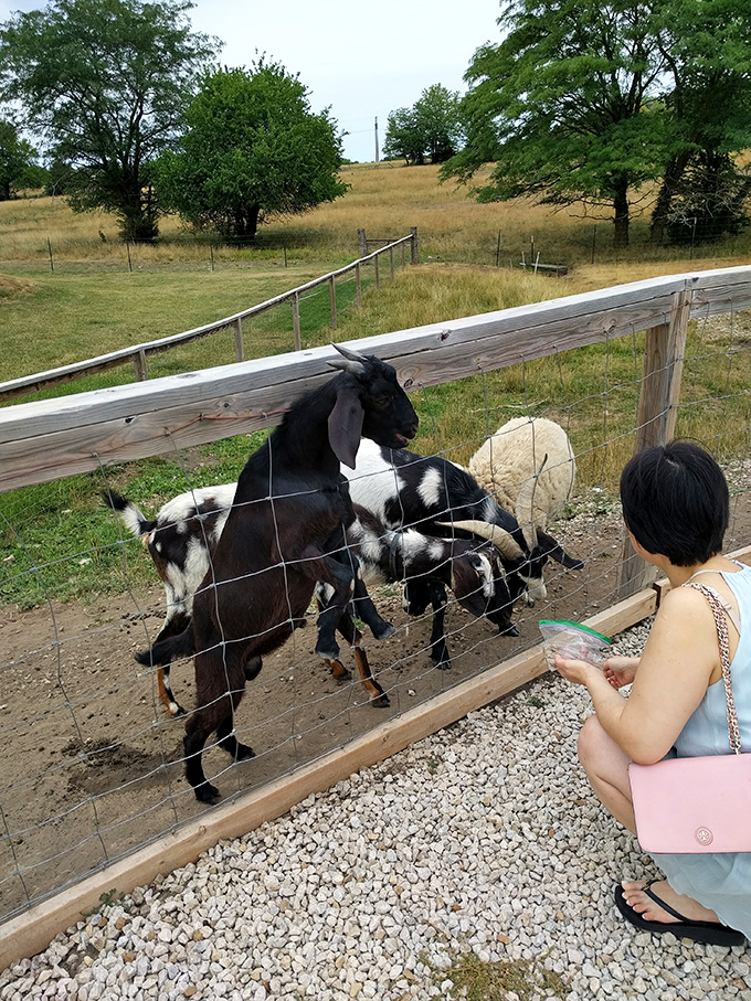 The universal joy of feeding animals transcends all cultural boundaries &ndash; even the most sophisticated smartphone user can't resist a goat's charm.