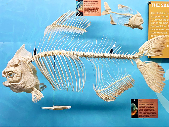 Fish skeletons reveal the surprising complexity beneath those scaly exteriors. Who knew the backstage mechanics of swimming were so intricate?