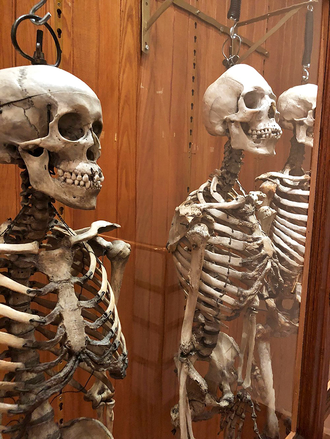 Like an anatomical chorus line, these articulated skeletons demonstrate the beautiful architecture beneath our skin, forever frozen in a dance of scientific demonstration. 