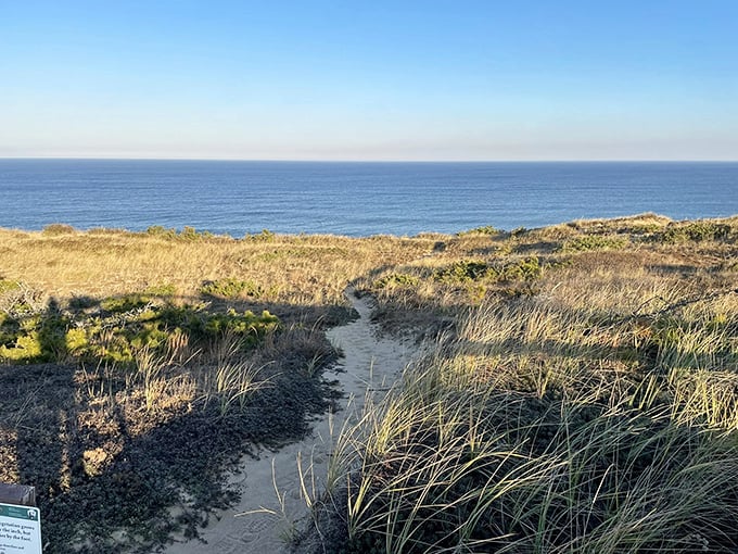 The sandy path whispers tales of glacial deposits while guiding you toward ocean views that justify every step of the journey.
