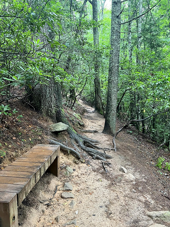 The forest's secret passages reveal themselves. This narrow dirt path with its wooden boardwalk feels like stepping into a Tolkien novel.