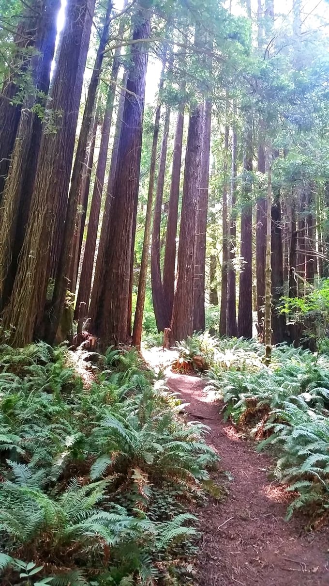 Fern-lined trails beneath towering redwoods. Walking here feels like starring in your own personal National Geographic special.