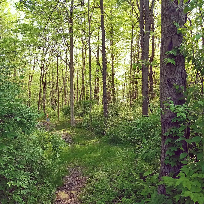 Nature's hallway beckons. This sunlight-dappled trail promises adventures that no virtual reality headset could ever replicate.