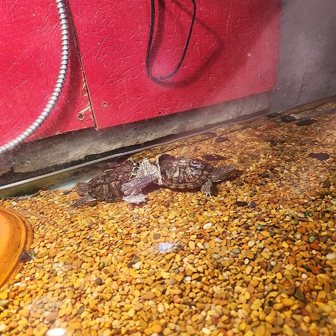 Tiny turtles scuttle across gravel beneath dim lights, living reminders of the menageries that once accompanied traveling carnival shows across America.