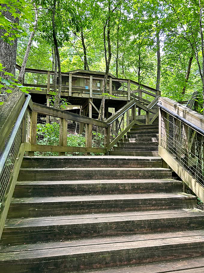 These wooden stairs invite you upward into the canopy, where bird's-eye views aren't just expressions but actual perspectives.