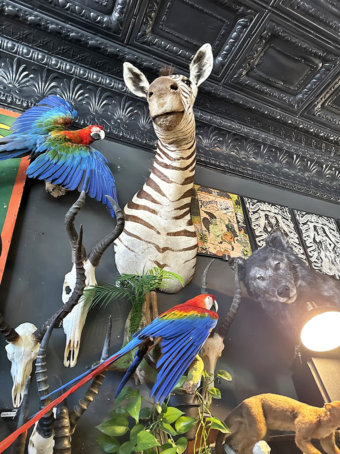 A young zebra stands eternally between what appear to be mummies, creating the world's most unusual receiving line.