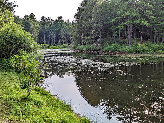 Misty morning at Mount Holyoke Range reveals a serene pond reflecting the forest, perfect for contemplative moments.