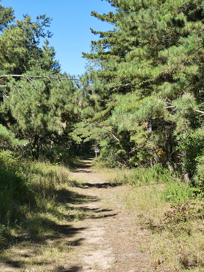 Pine trees create a corridor into wilderness that feels a world away from Illinois. Oregon called &ndash; it's jealous.