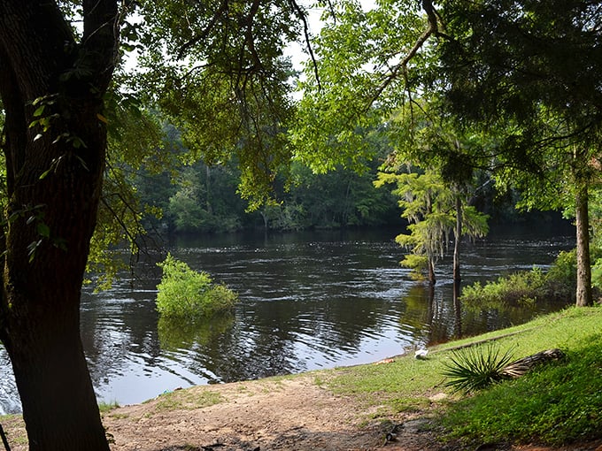The Edisto River flows like liquid amber through Givhans Ferry, carrying away your stress with each passing ripple.