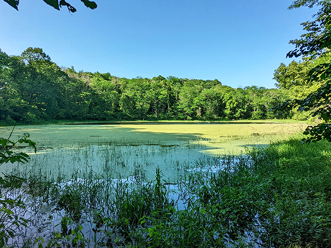 Canyon country in Iowa? Ledges State Park's dramatic lake makes you forget which state you're in.