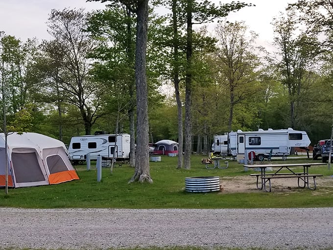 Sunset between the pines. Muskallonge Lake's evening light show transforms ordinary trees into nature's stained glass windows.