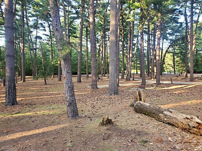 Nature's perfect cathedral of pines. The kind of place that makes you whisper without being asked.