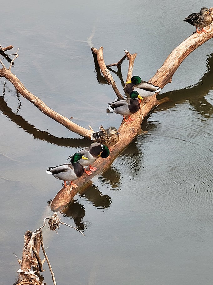 "The duck committee has called an emergency meeting on the fallen log." These mallards demonstrate nature's perfect balance of purpose and leisure.