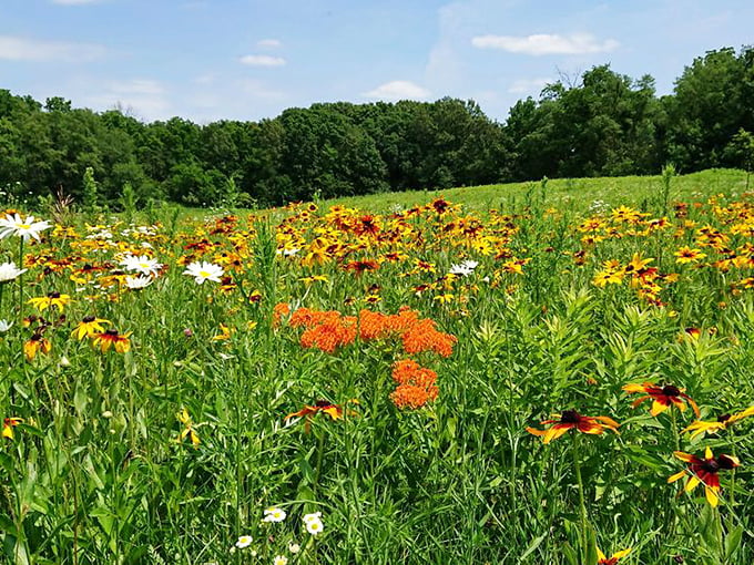Mother Nature's wildflower buffet spreads out in a riot of color&mdash;black-eyed Susans and coneflowers compete for who can wear the brightest summer outfit.