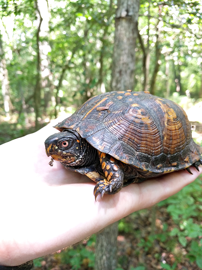 Meet one of Killens Pond's original residents, moving at his own pace since before Instagram was invented. Turtle time is the best time.