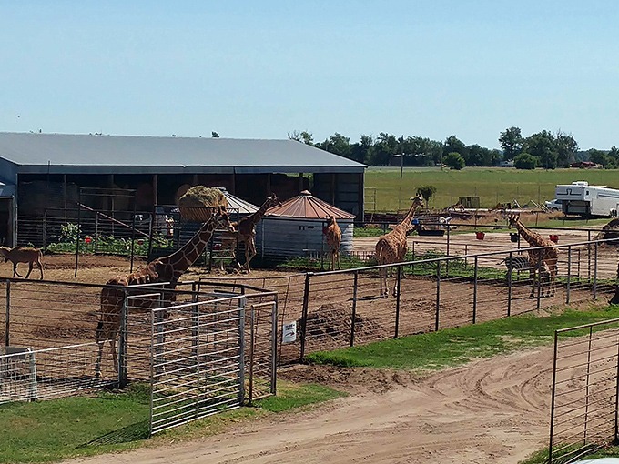 The giraffe compound looks like a scene from Out of Africa, except it's smack in the middle of Kansas farmland.