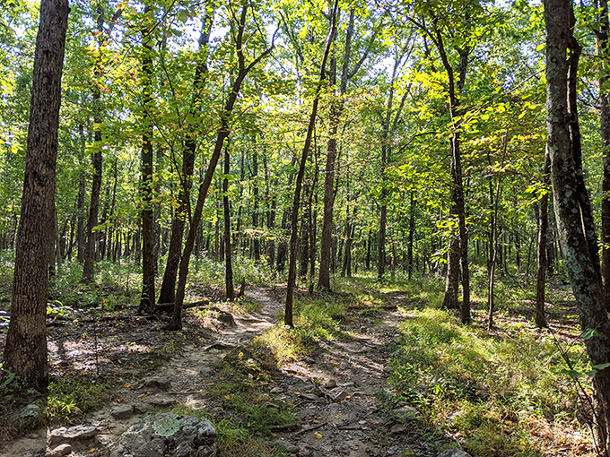 The forest floor tells stories of seasons past while sunlight filters through the canopy. Each step crunches with satisfying percussion beneath your boots.