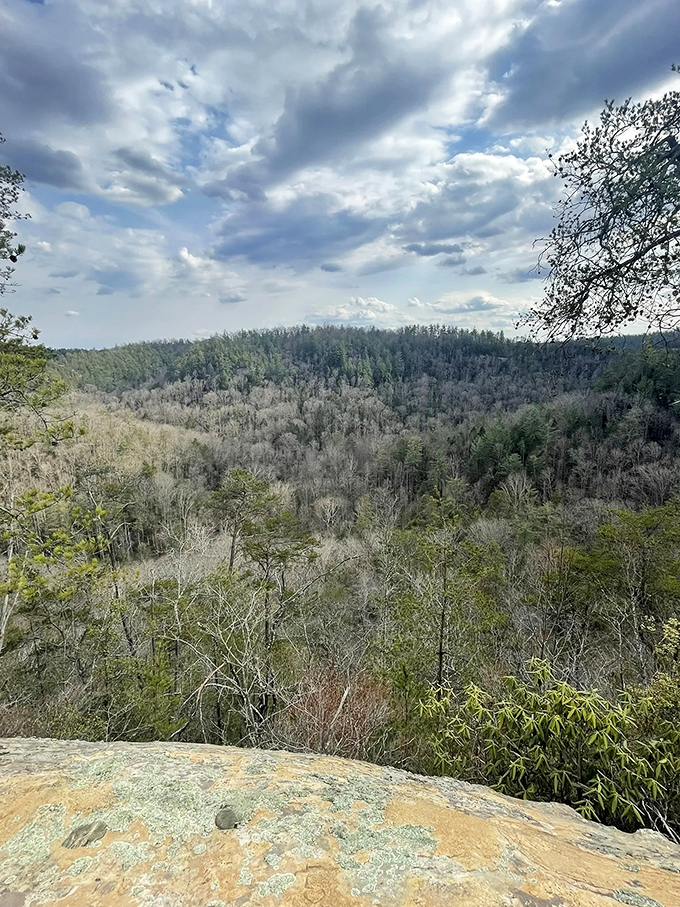 Hikers call this "forest bathing," I call it "nature's therapy session." Either way, these towering sentinels have been standing guard for centuries.
