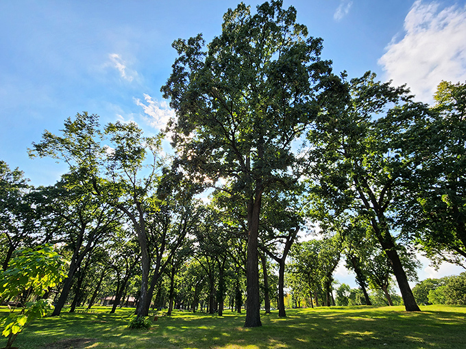 Cathedral of trees where sunlight plays hide-and-seek through the canopy. No stained glass needed when you have this.